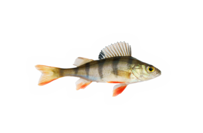 LIMAN Fischrestaurant Hamburg - SEAFOOD BAR & RESTAURANT